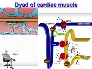 Muscle Contraction physiology | PPT