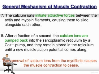 Muscle Contraction physiology | PPT