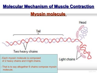 Muscle Contraction physiology | PPT