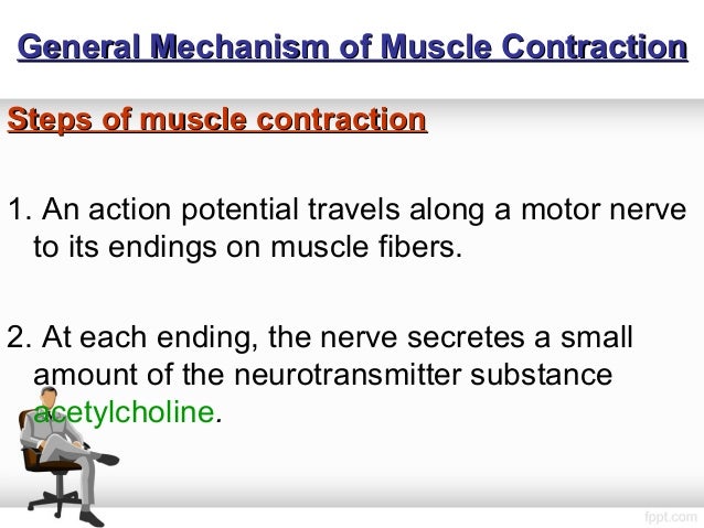 Muscle Contraction physiology