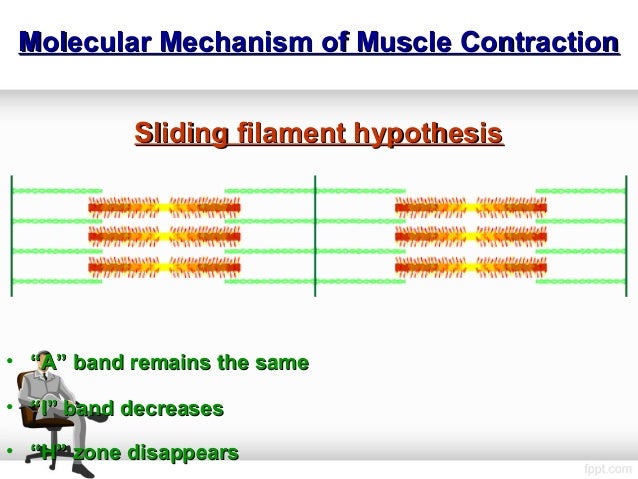 Muscle Contraction physiology