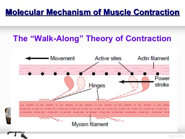 Muscle Contraction physiology