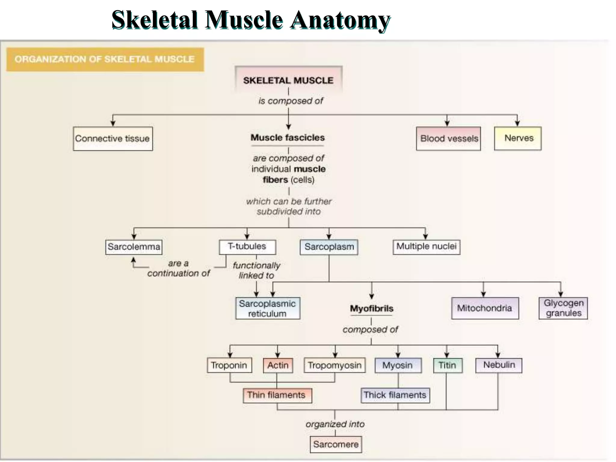 muscle physiology-1.ppt