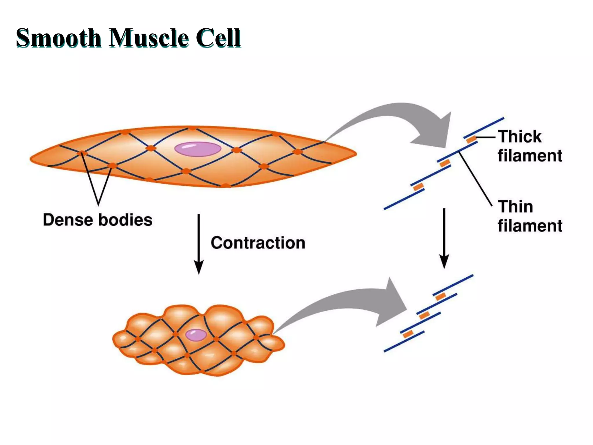 muscle physiology-1.ppt