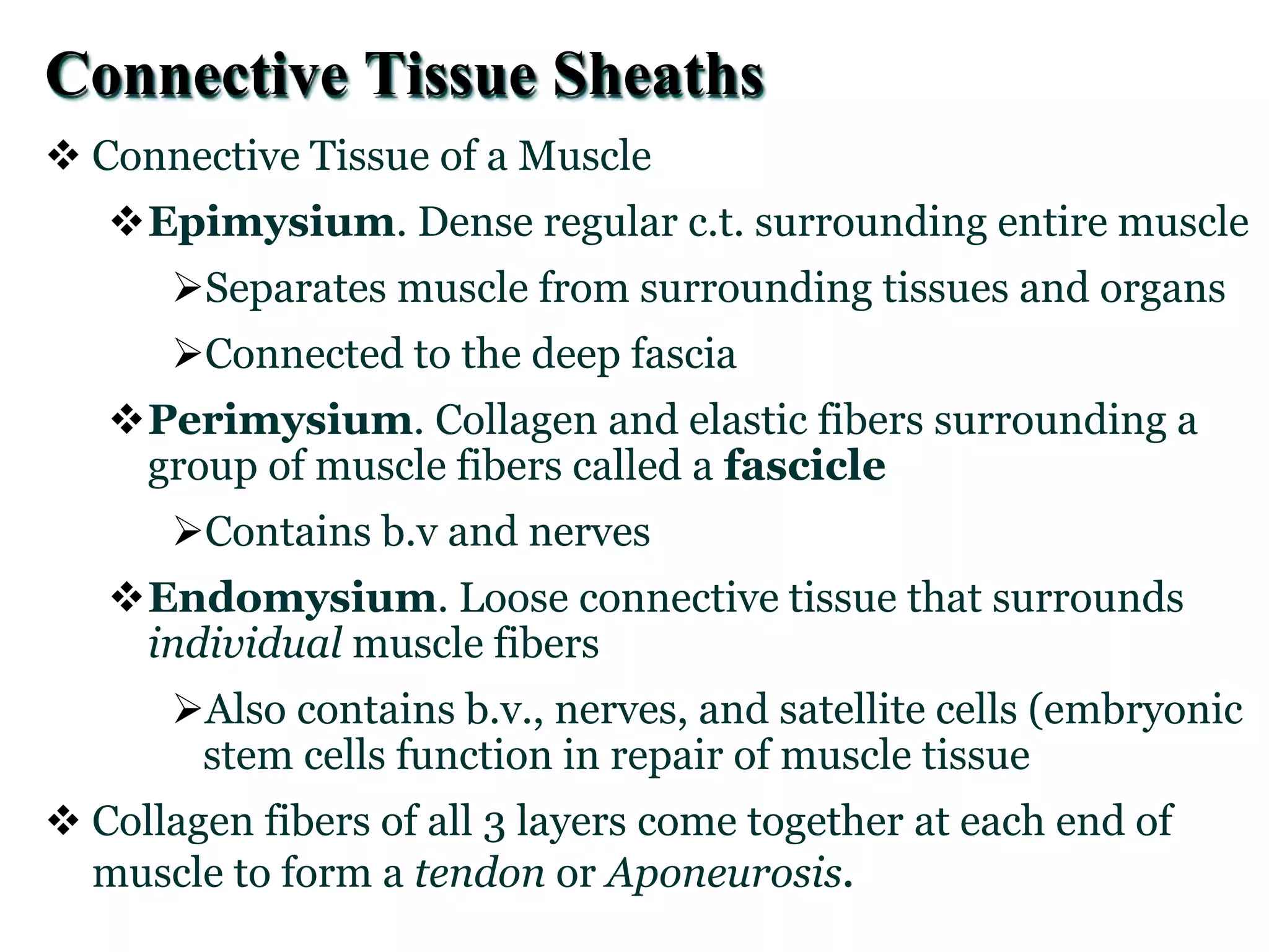 muscle physiology-1.ppt