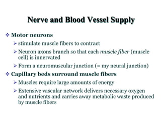 muscle physiology-1.ppt