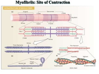 muscle physiology-1.ppt