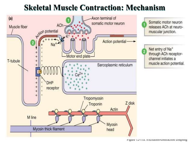 muscle physiology-1.ppt