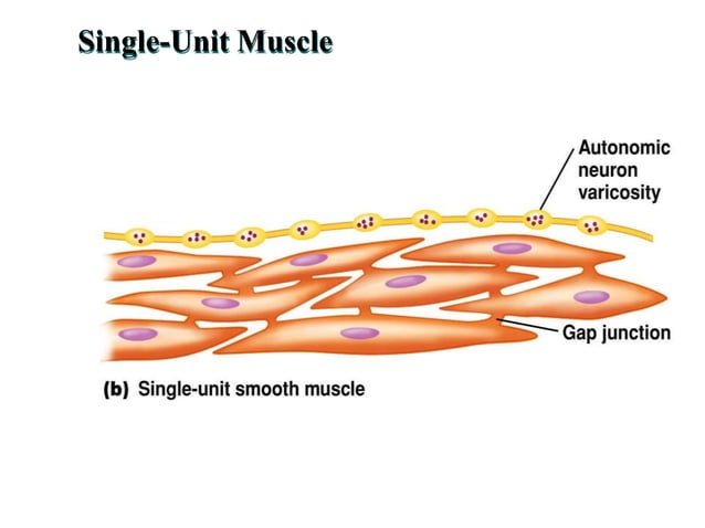 muscle physiology-1.ppt