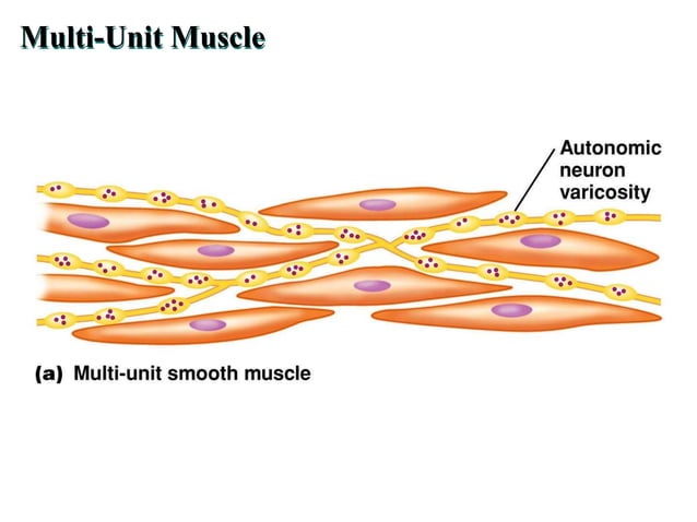muscle physiology-1.ppt