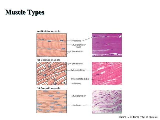 muscle physiology-1.ppt