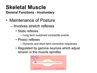 Muscle Physiology -dslfmlkshfohachwoihfowihsfoiwhf | PPT