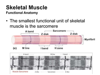 Muscle Physiology -dslfmlkshfohachwoihfowihsfoiwhf | PPT
