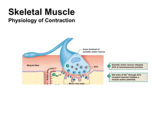 Muscle Physiology -dslfmlkshfohachwoihfowihsfoiwhf | PPT
