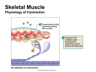 Muscle Physiology -dslfmlkshfohachwoihfowihsfoiwhf | PPT