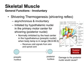 Muscle Physiology -dslfmlkshfohachwoihfowihsfoiwhf | PPT