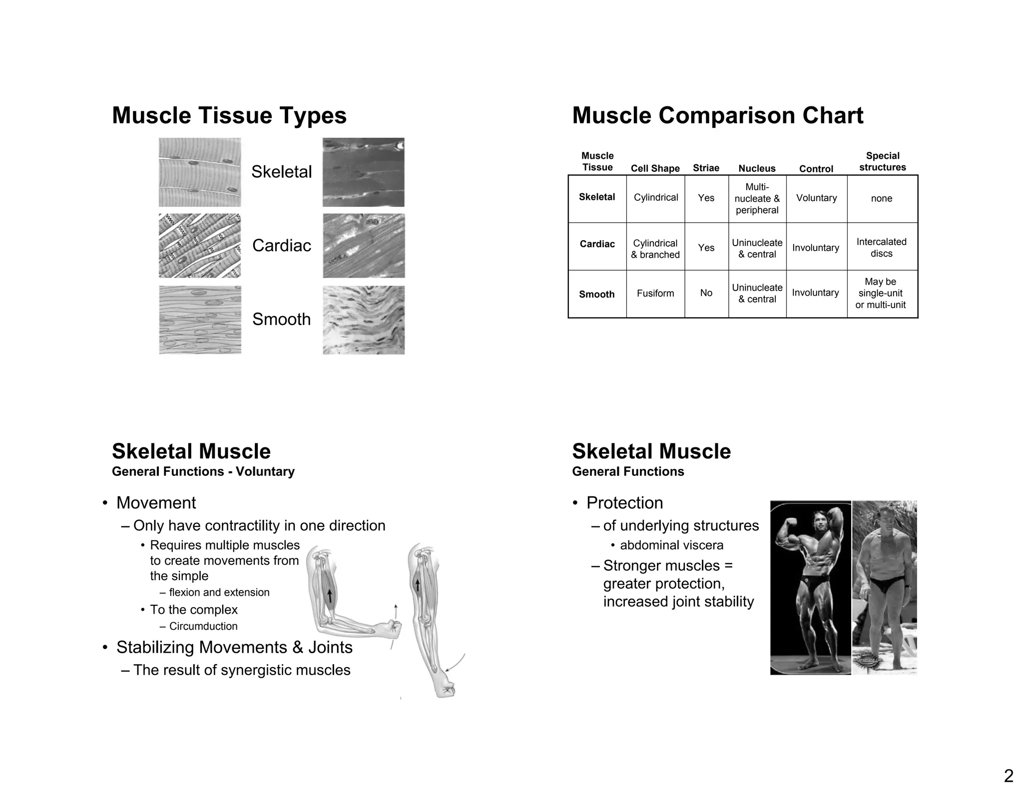 Muscle Physiology power point presentation -1.pdf