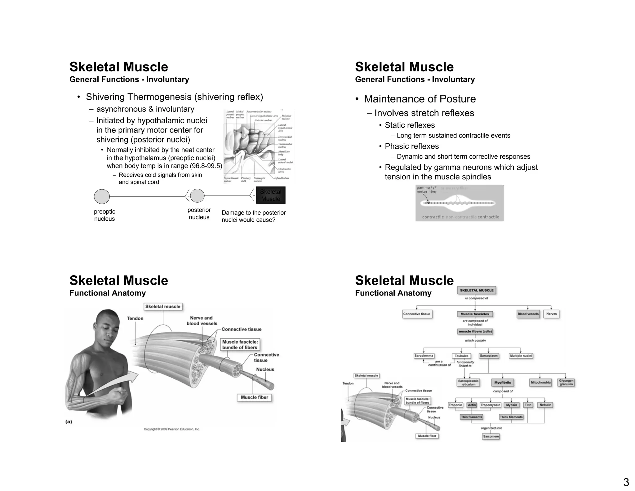 Muscle Physiology power point presentation -1.pdf