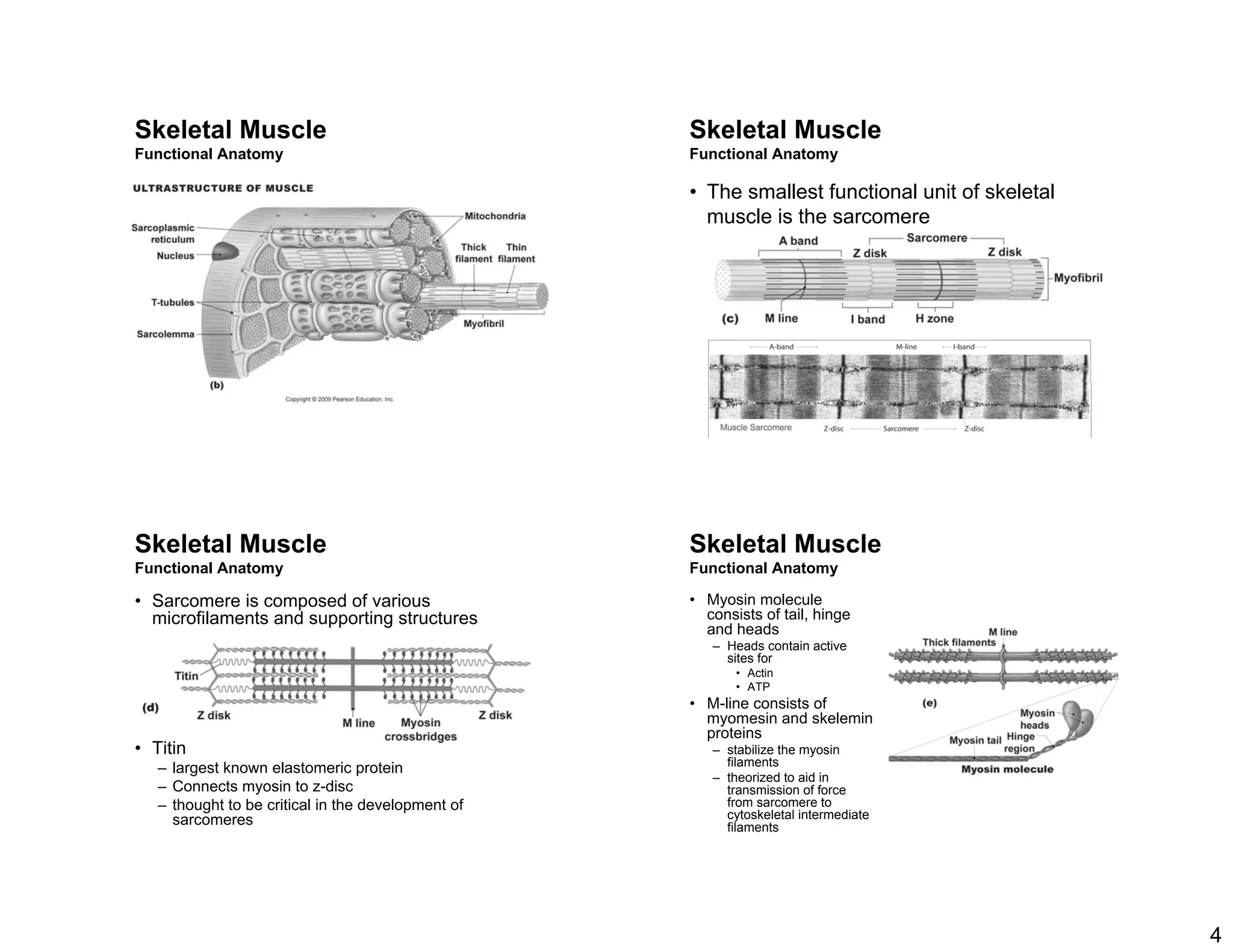 Muscle Physiology power point presentation -1.pdf