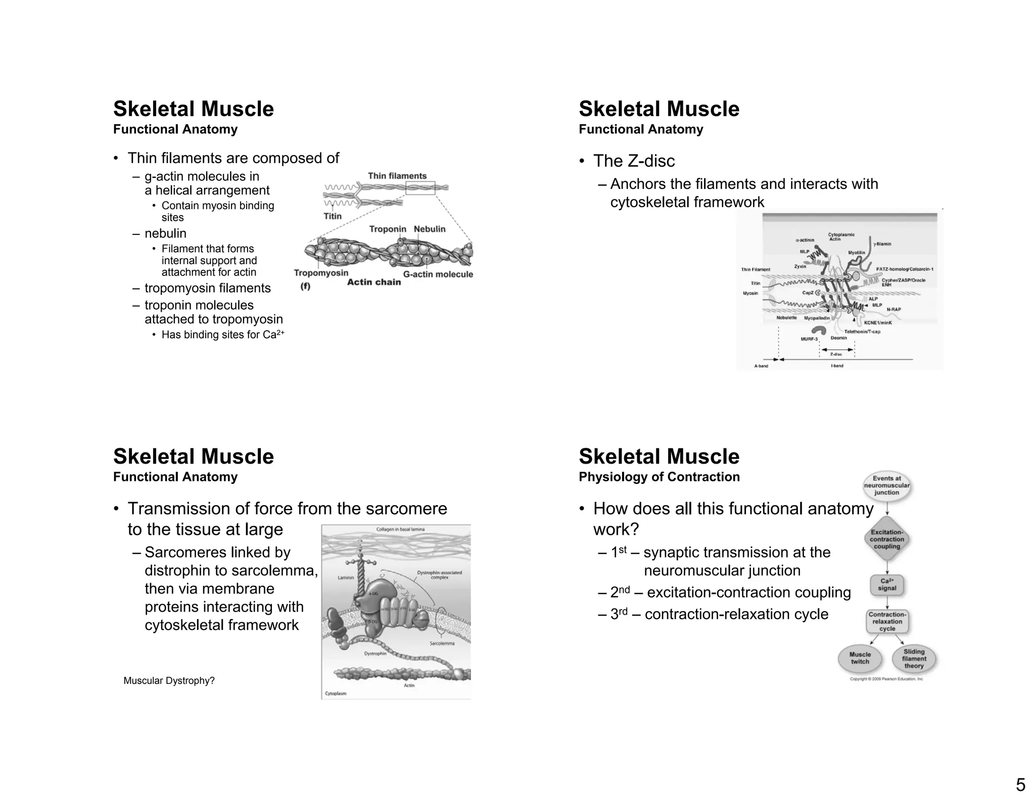 Muscle Physiology power point presentation -1.pdf