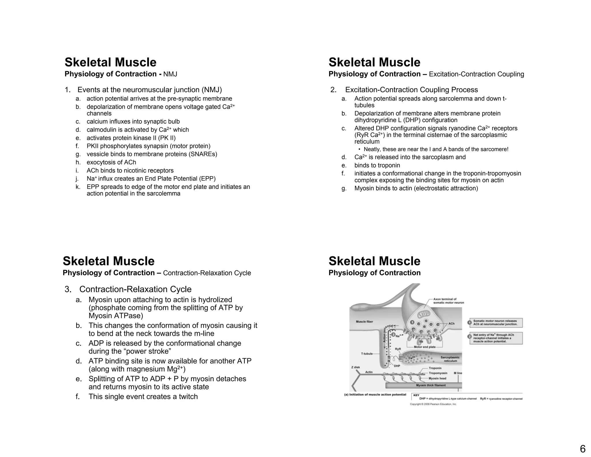 Muscle Physiology power point presentation -1.pdf
