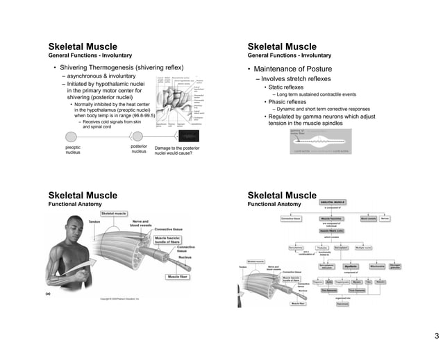 Muscle Physiology power point presentation -1.pdf