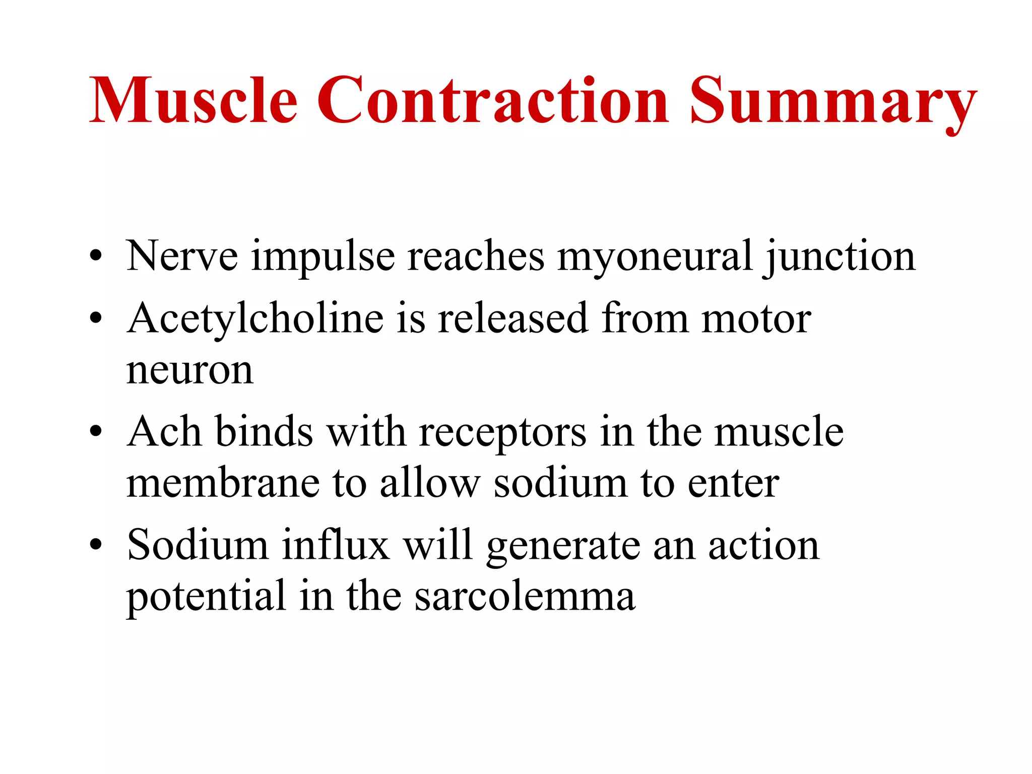 Muscle physiology | PPT
