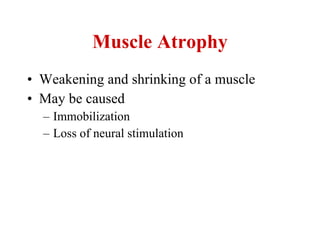 Muscle physiology | PPT