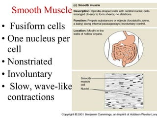 Muscle physiology | PPT
