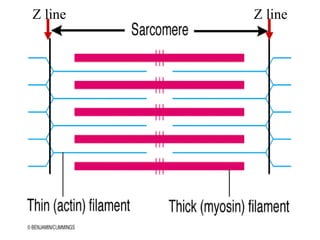 Muscle physiology | PPT