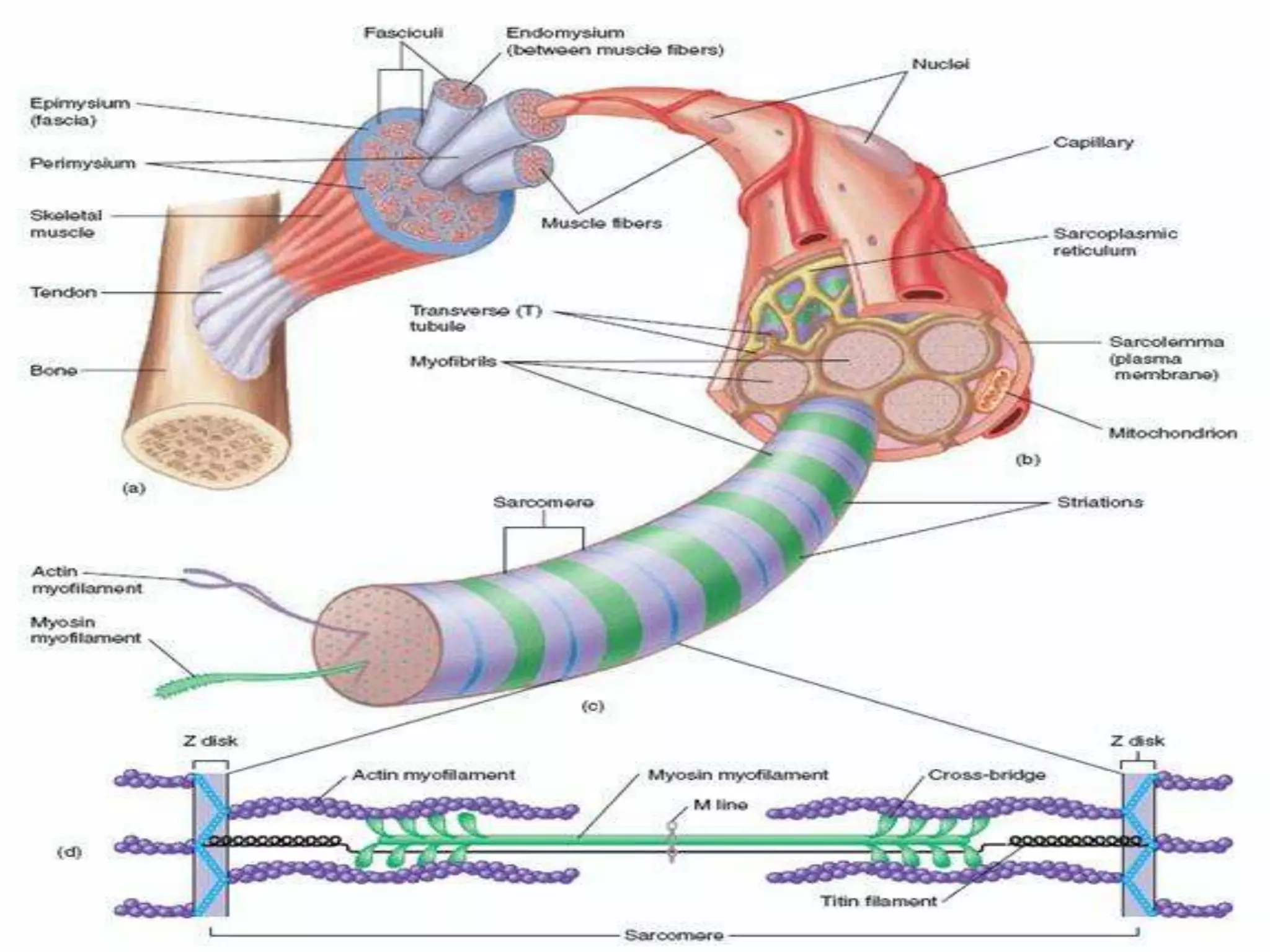 Muscle physiology | PPTX