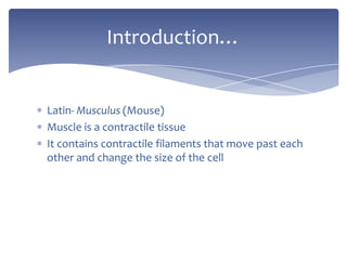 Muscle physiology | PPTX