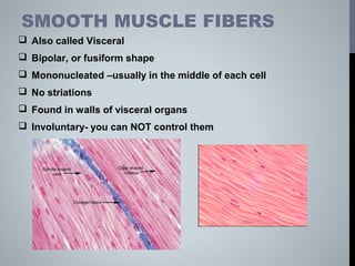 Muscle physiology | PPT