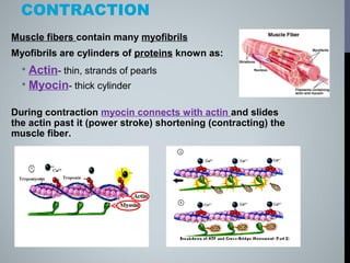 Muscle physiology | PPT