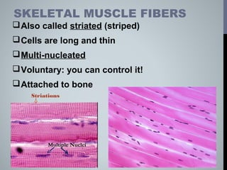Muscle physiology | PPT