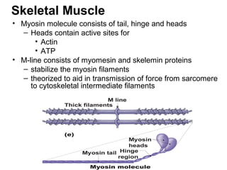 Muscle physiology | PPT