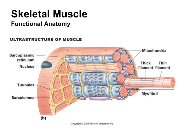 Muscle physiology
