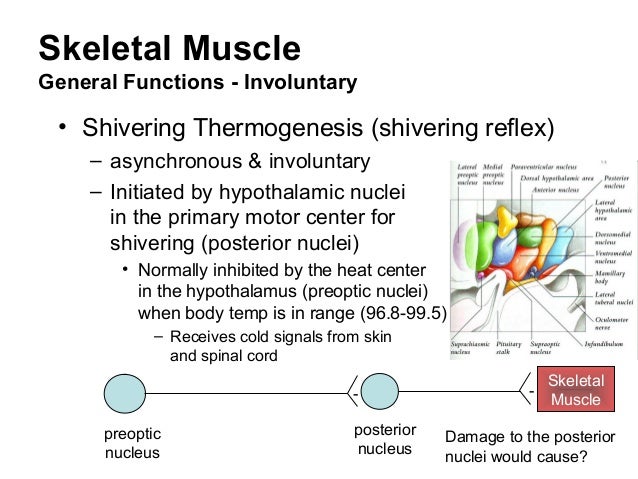 Muscle physiology