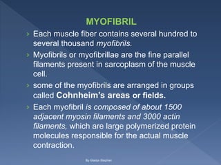 Muscle physiology | PPTX