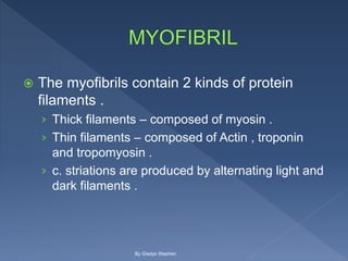 Muscle physiology | PPTX