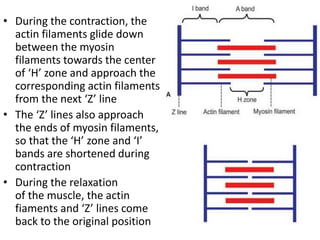 Muscle physiology | PPTX