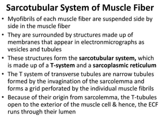 Muscle physiology | PPTX