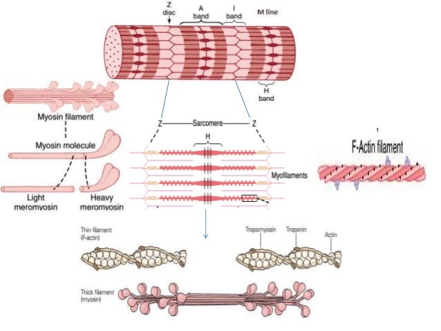 Muscle physiology