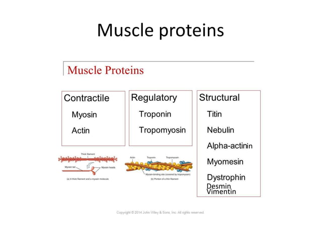 Muscle physiology | PPTX