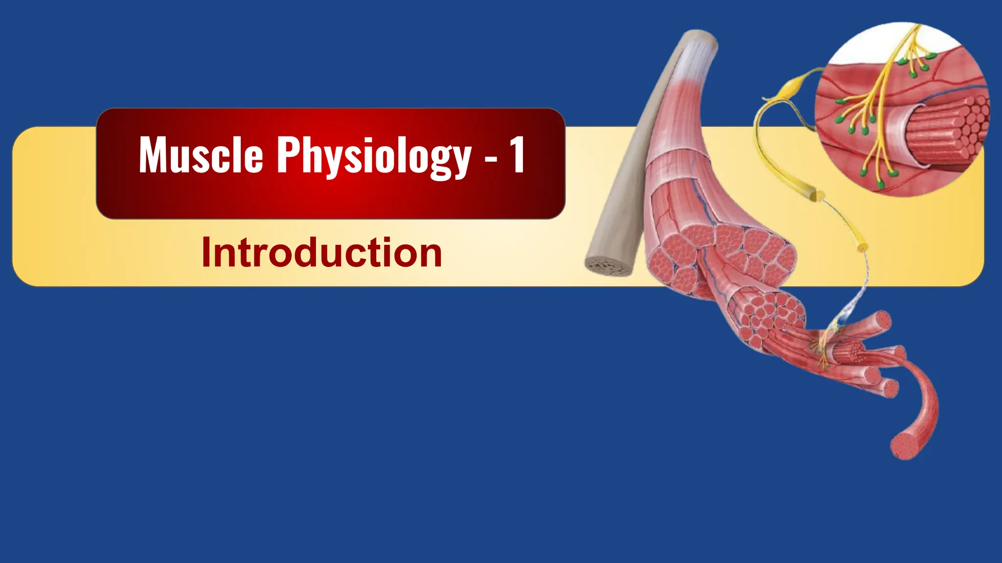 Muscle Physiology-1 _ Dr Sachin.pptx.pdf