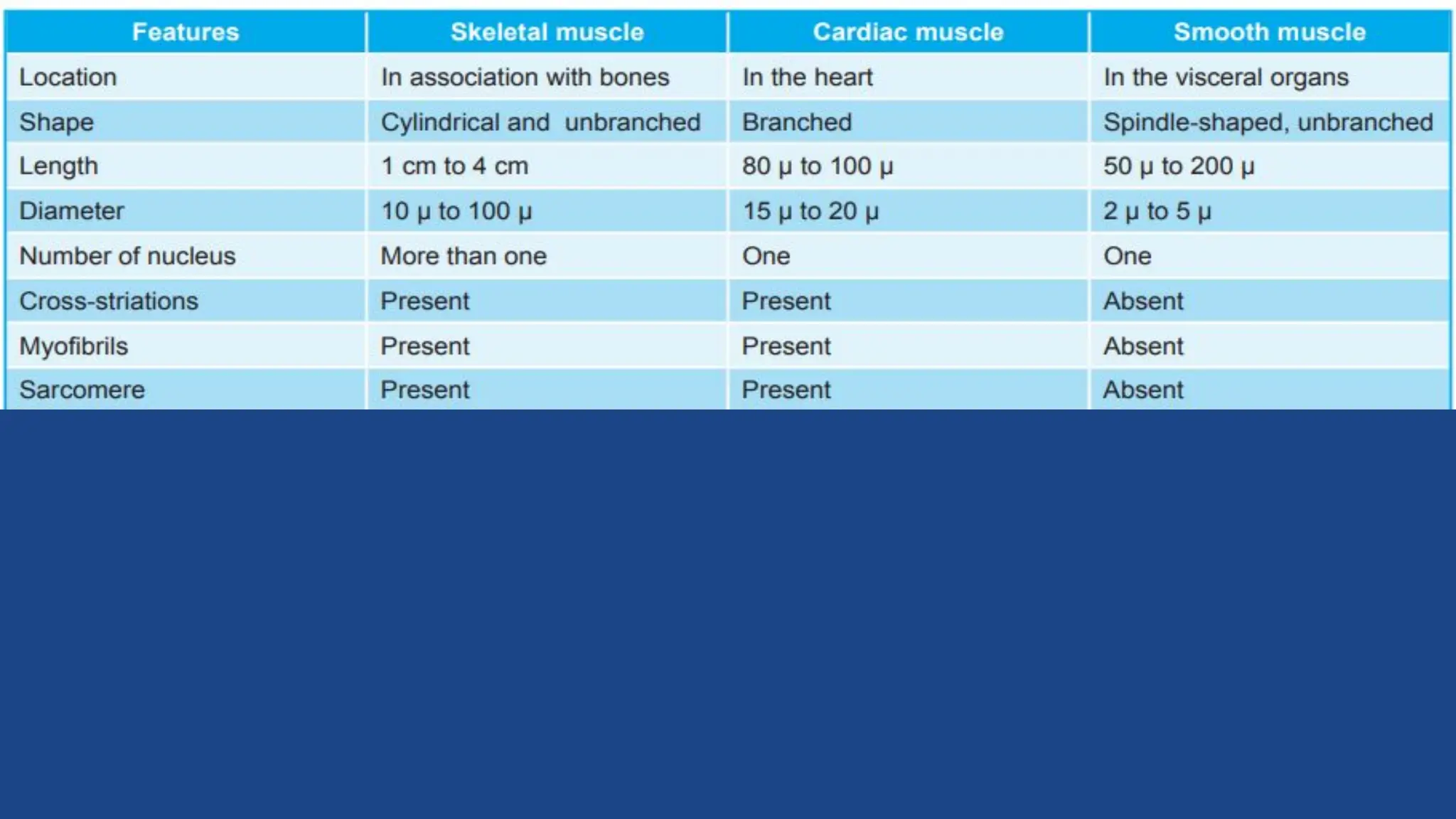 Muscle Physiology-1 _ Dr Sachin.pptx.pdf