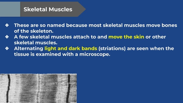 Muscle Physiology-1 _ Dr Sachin.pptx.pdf | Bodybuilding | Sports
