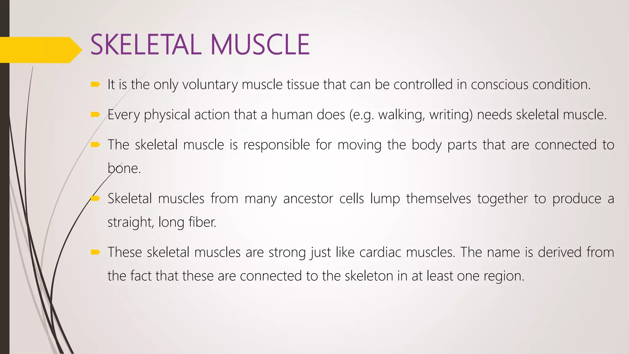 Muscle physiology ,types of muscles: striated ,non striated and cardiac ...