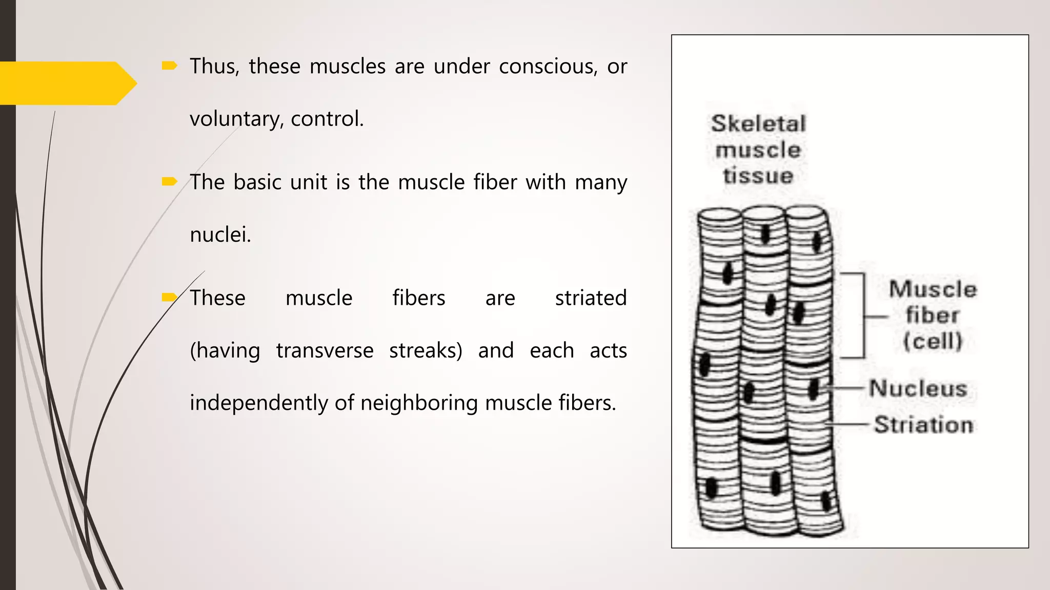 Muscle physiology ,types of muscles: striated ,non striated and cardiac ...