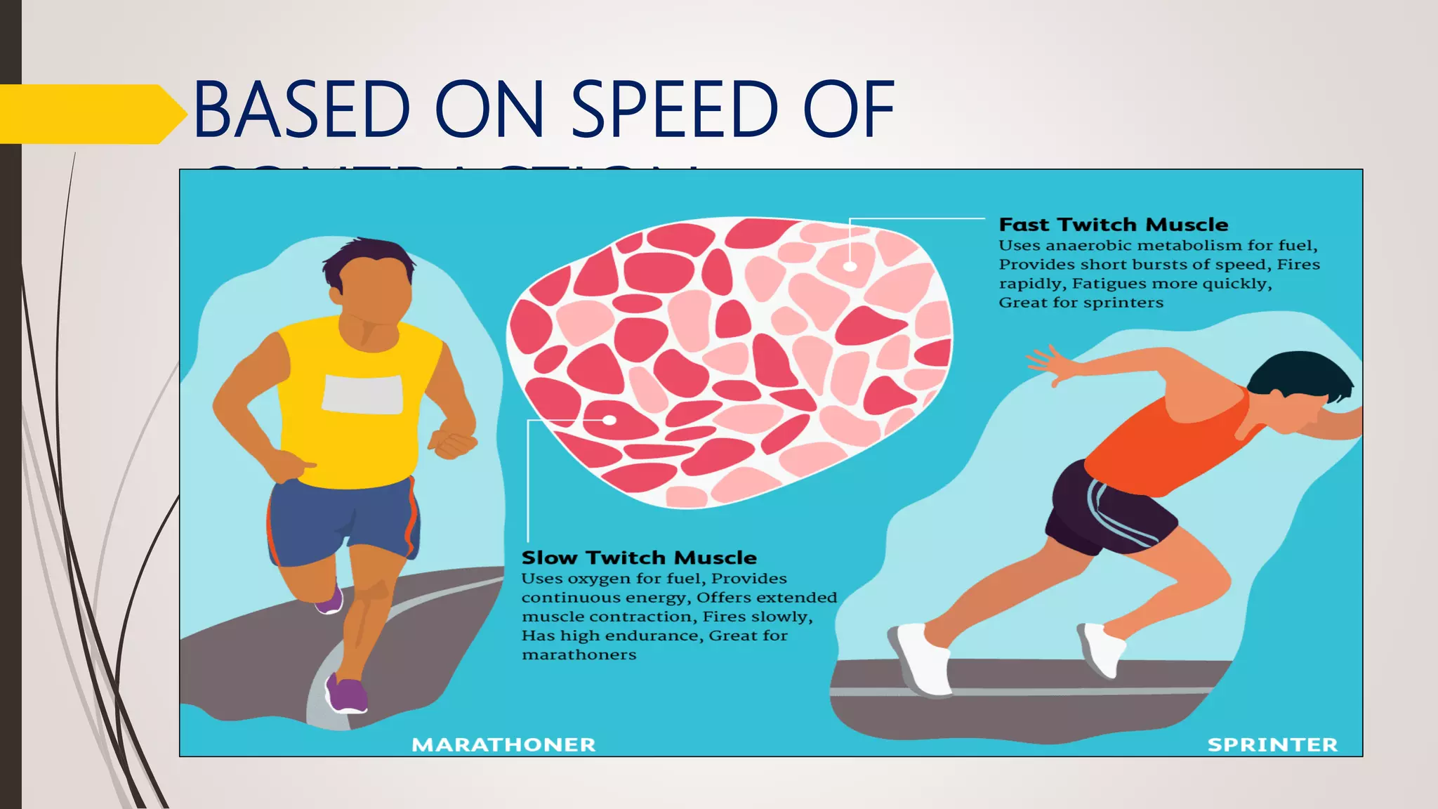 Muscle physiology ,types of muscles: striated ,non striated and cardiac ...